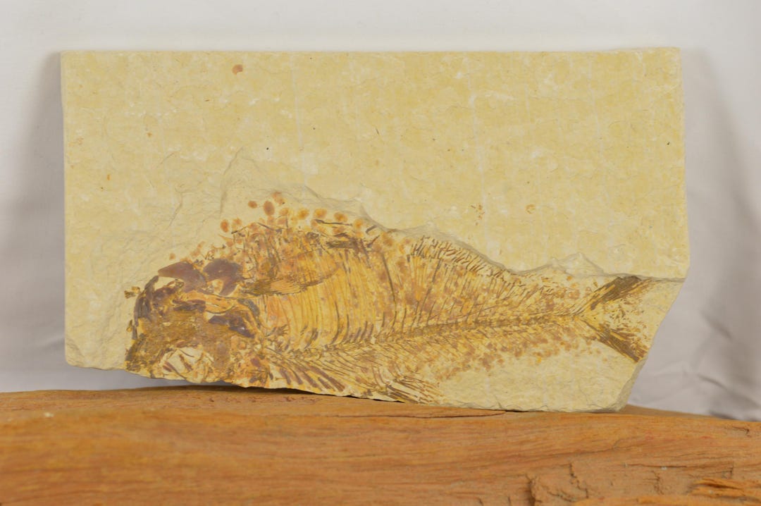 Gorgeous Fossil Fish Green River Wyoming Specimen Chakra Meditation Raw ...