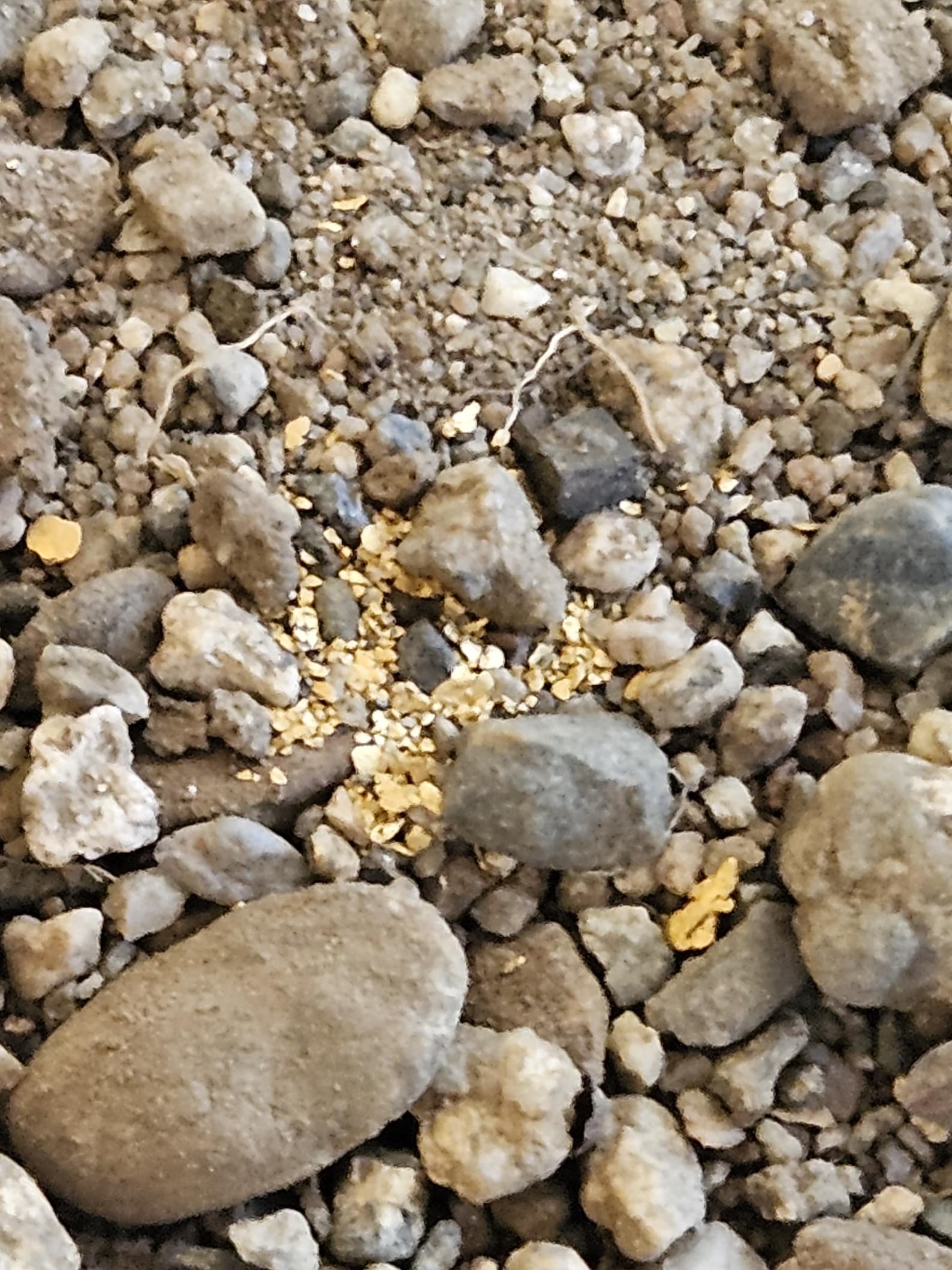 2lb. Super Rich!! Mother Lode CA Gold Paydirt ! GOLD GUARANTEED! - Etsy