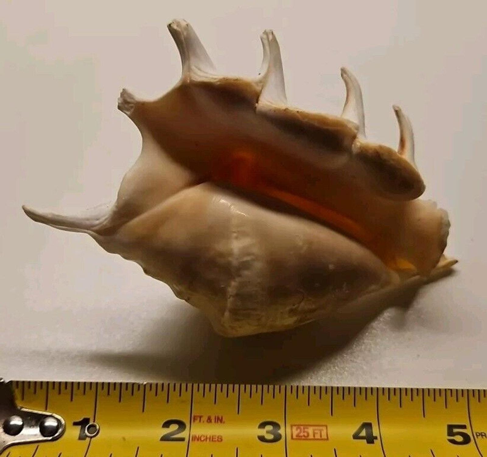 Medium Spider Conch Shell Seashell 5.25” Lambis Scorpius Outstanding - Etsy