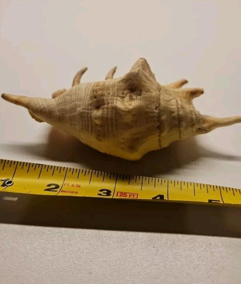Medium Spider Conch Shell Seashell 5.25” Lambis Scorpius Outstanding - Etsy
