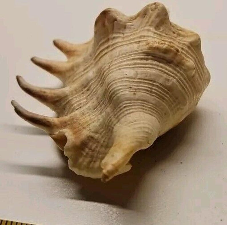 Medium Spider Conch Shell Seashell 5.25” Lambis Scorpius Outstanding - Etsy