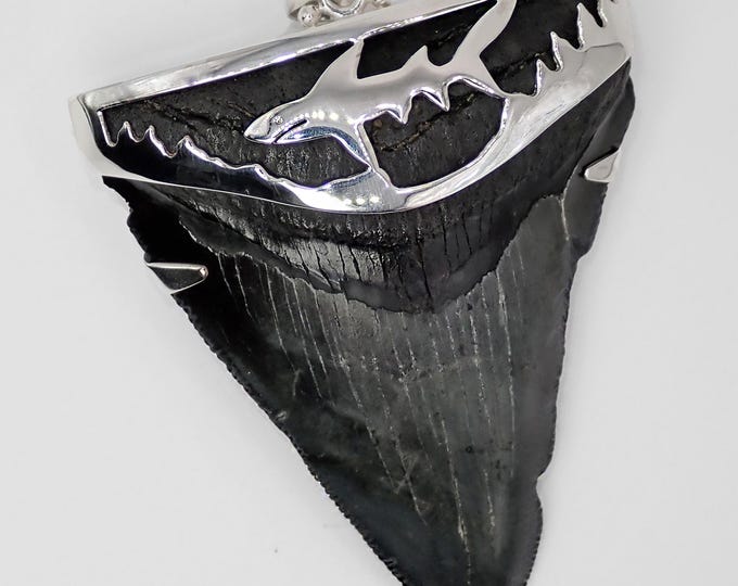 Fossil Shark Tooth Pendant, Megalodon Tooth, With 925 Sterling Silver ...