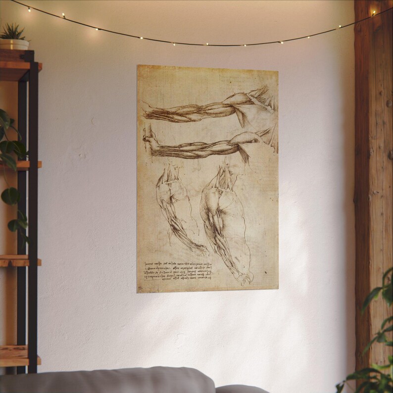 Leonardo Da Vinci, 'the Muscles of the Shoulder (anatomical Study)' (c ...