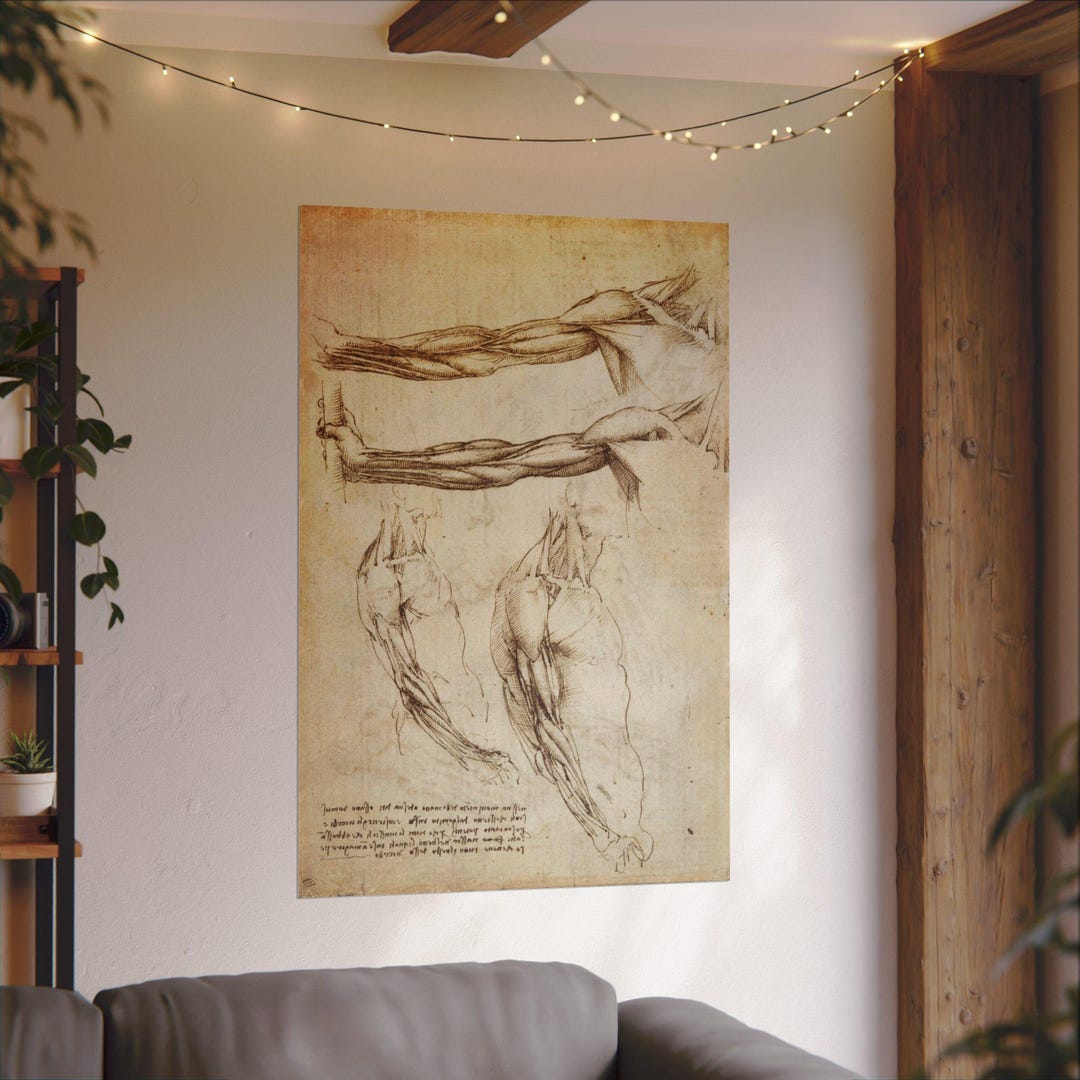 Leonardo Da Vinci, 'the Muscles of the Shoulder (anatomical Study)' (c ...
