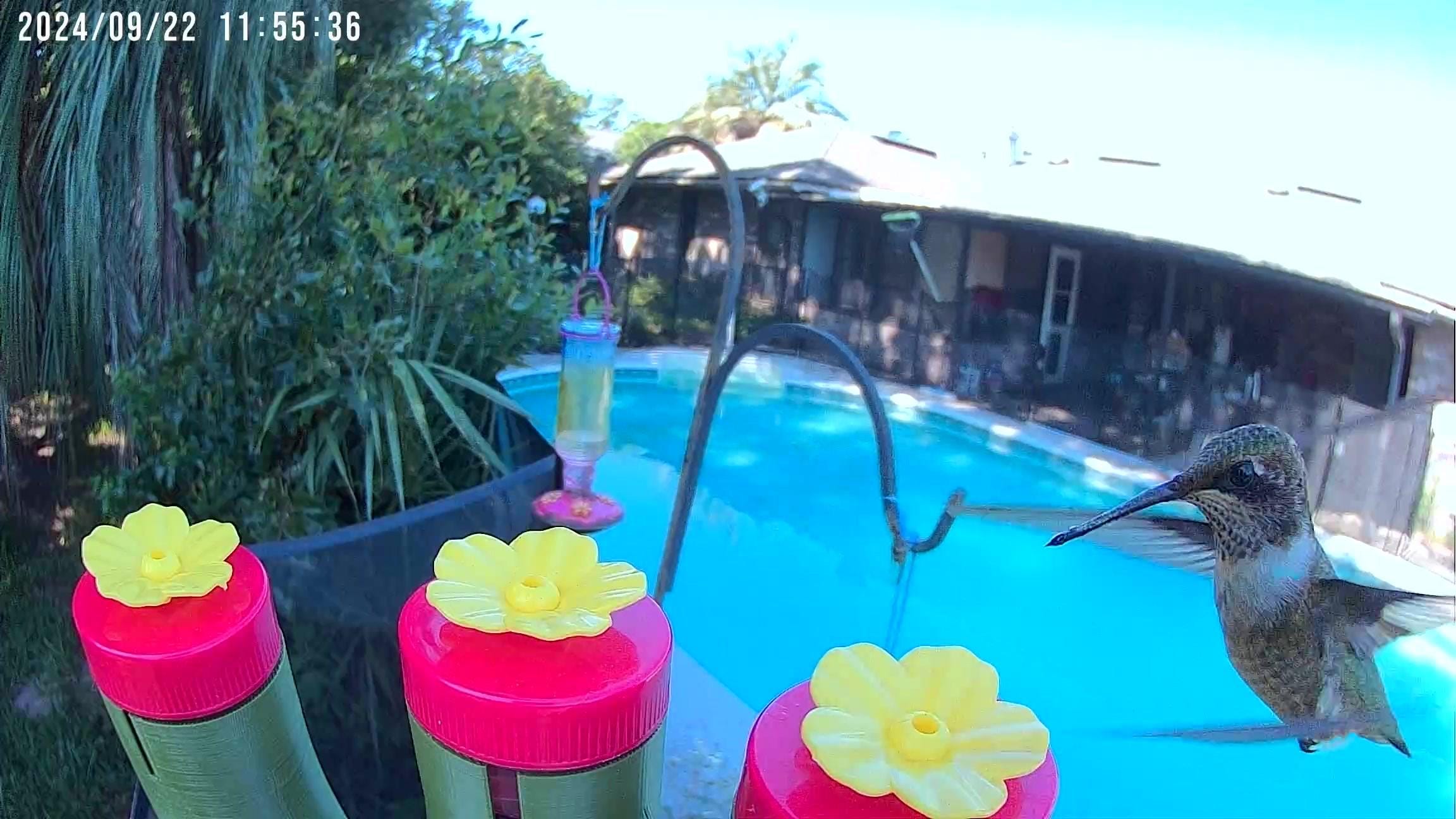Hummingbird Feeder Ring and Birdfy and Blink Camera Compatible - Etsy
