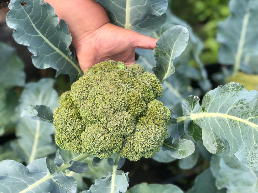 Imperial Broccoli Seeds - Etsy