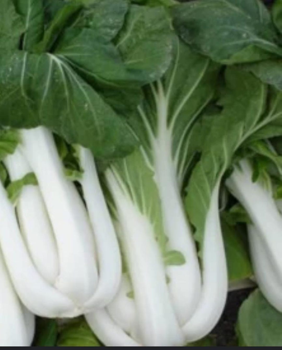 Prize Choy Seeds, Organic, Pac Choi - Etsy