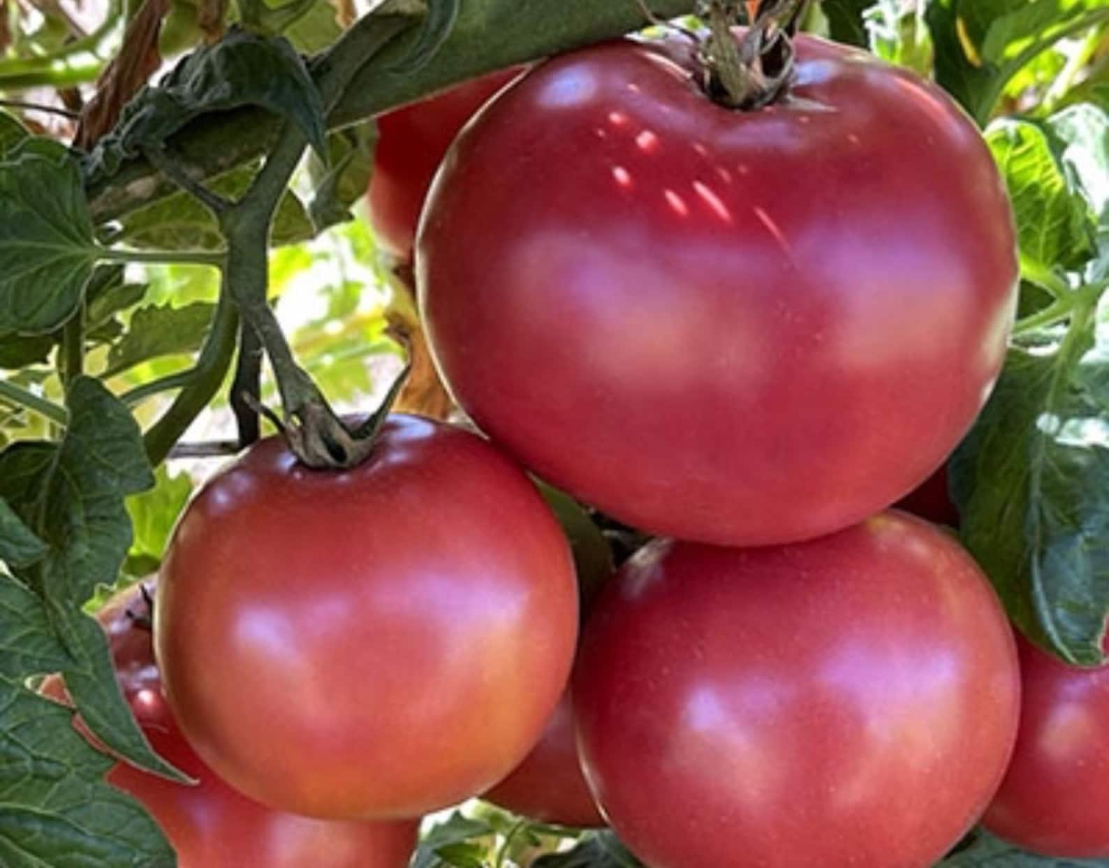 Eva Purple Ball Tomato Seeds - Etsy