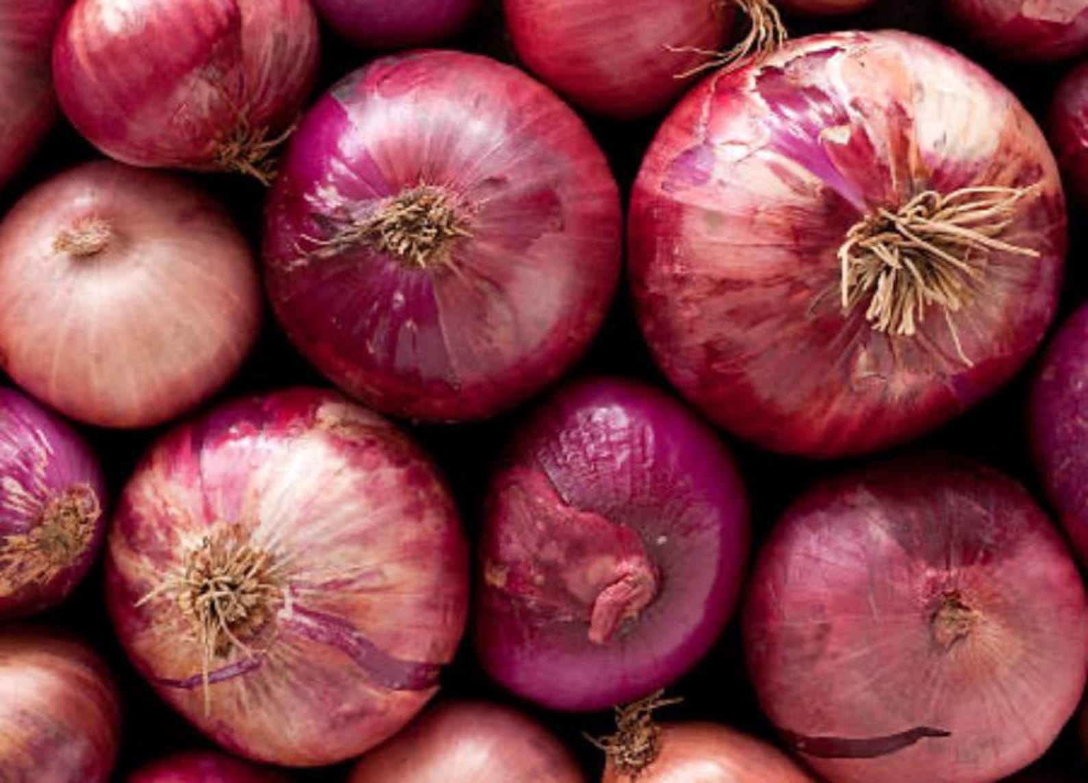 Red Wing Onion Seed, Organic, Pelleted - Etsy