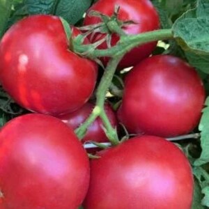 Eva Purple Ball Tomato Seeds - Etsy