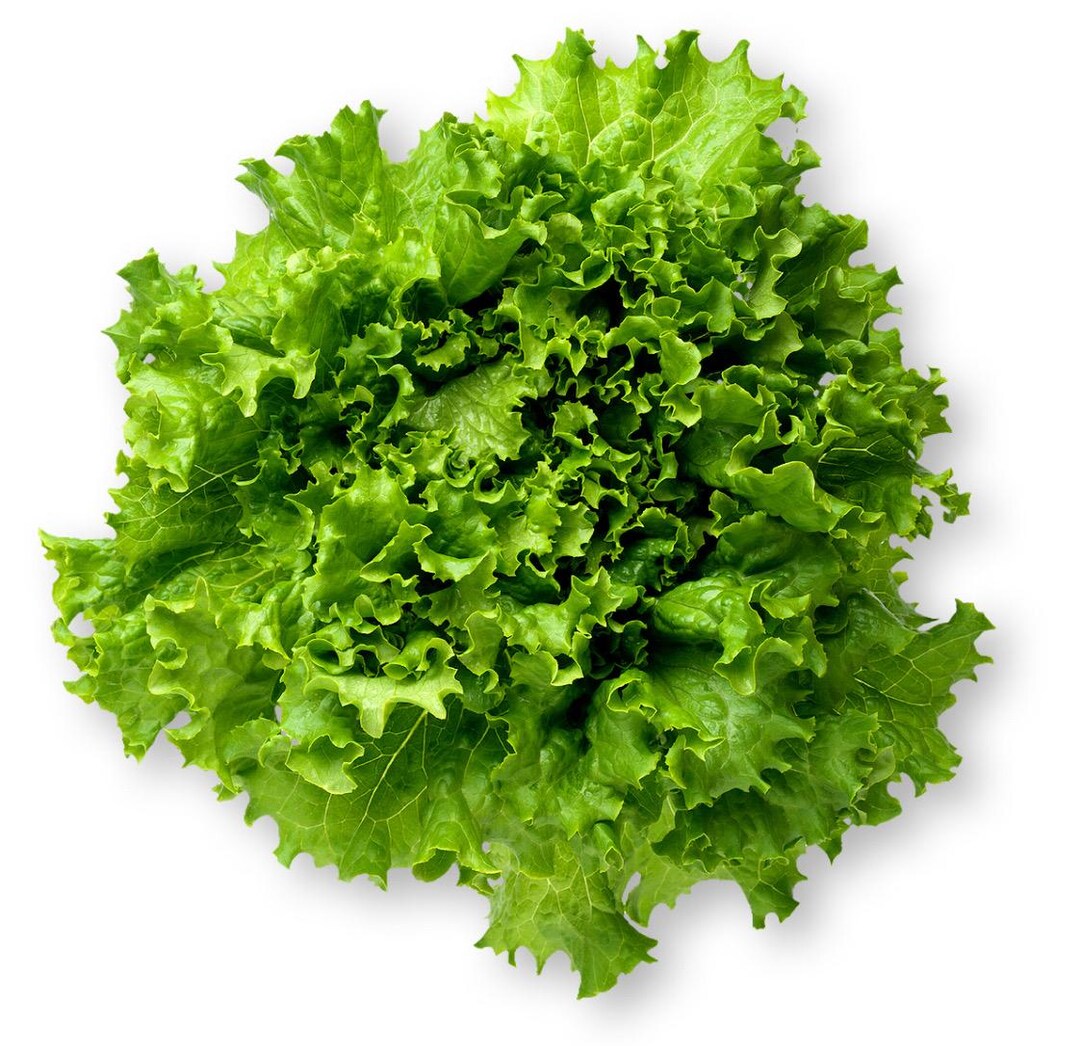 Muir Pelleted Leaf Lettuce Seeds, Organic - Etsy