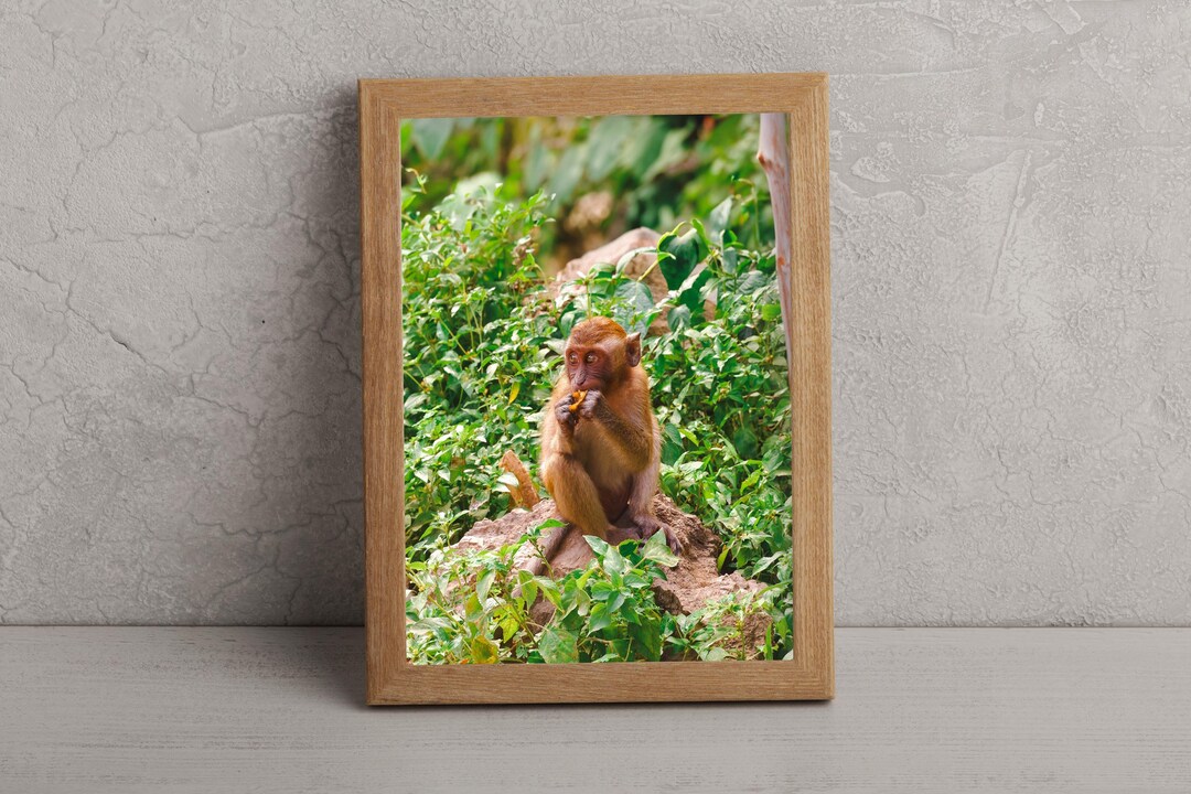 Monkey Portrait, Krabi, Phi Phi Islands, Thailand Street Photography ...