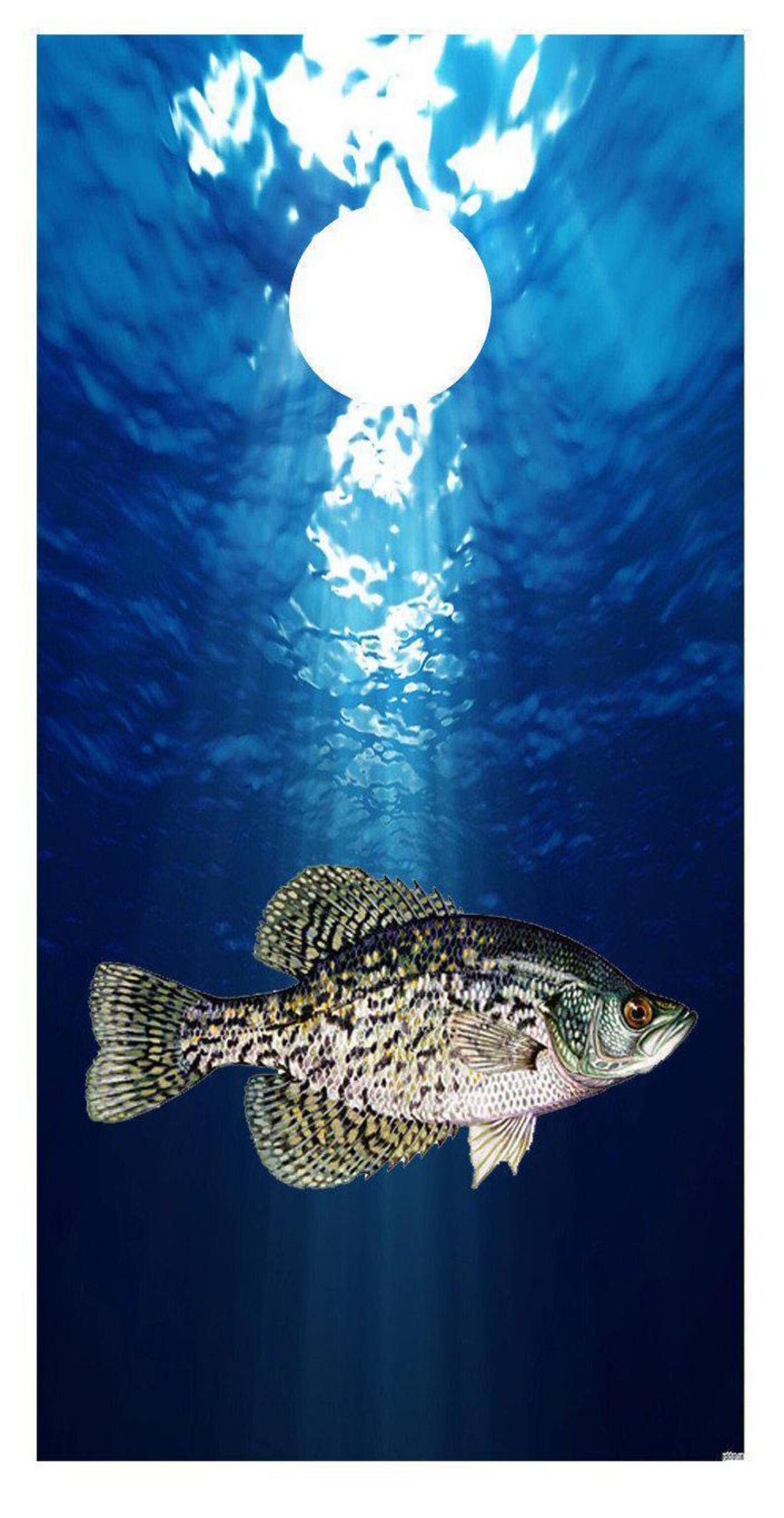 Crappie Fish Water Design Cornhole Decal Wraps Customization ...