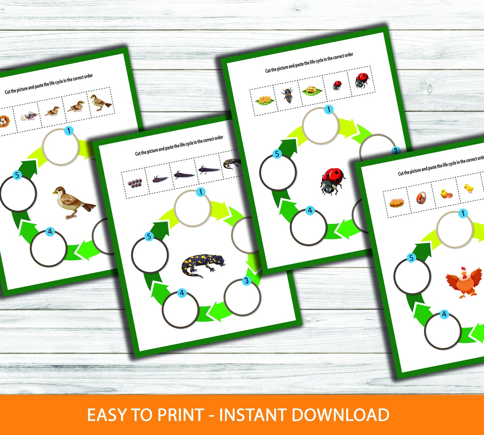 Life Cycle Printable Worksheet, Biology for Kids, Life Cycles, Science ...