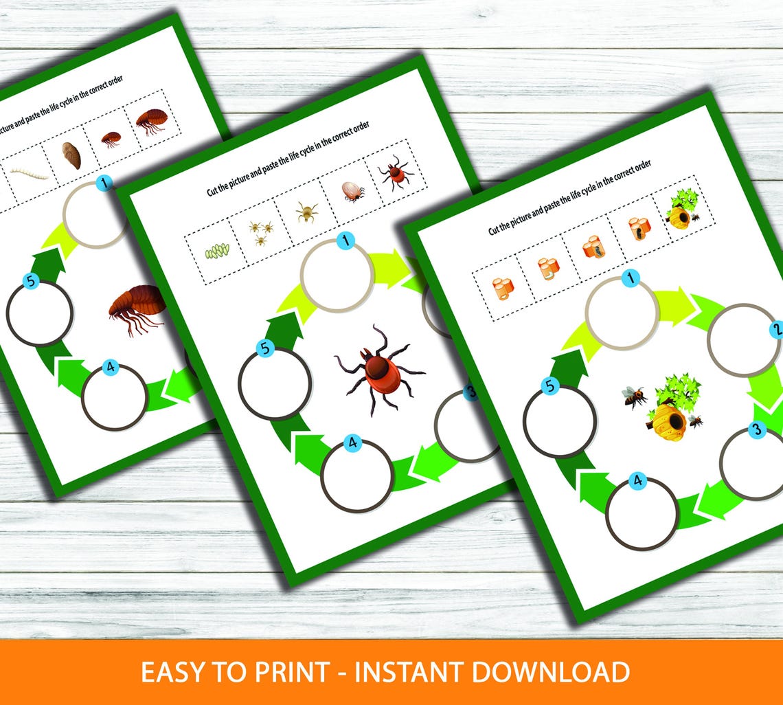 Life Cycle Printable Worksheet, Biology for Kids, Life Cycles, Science ...