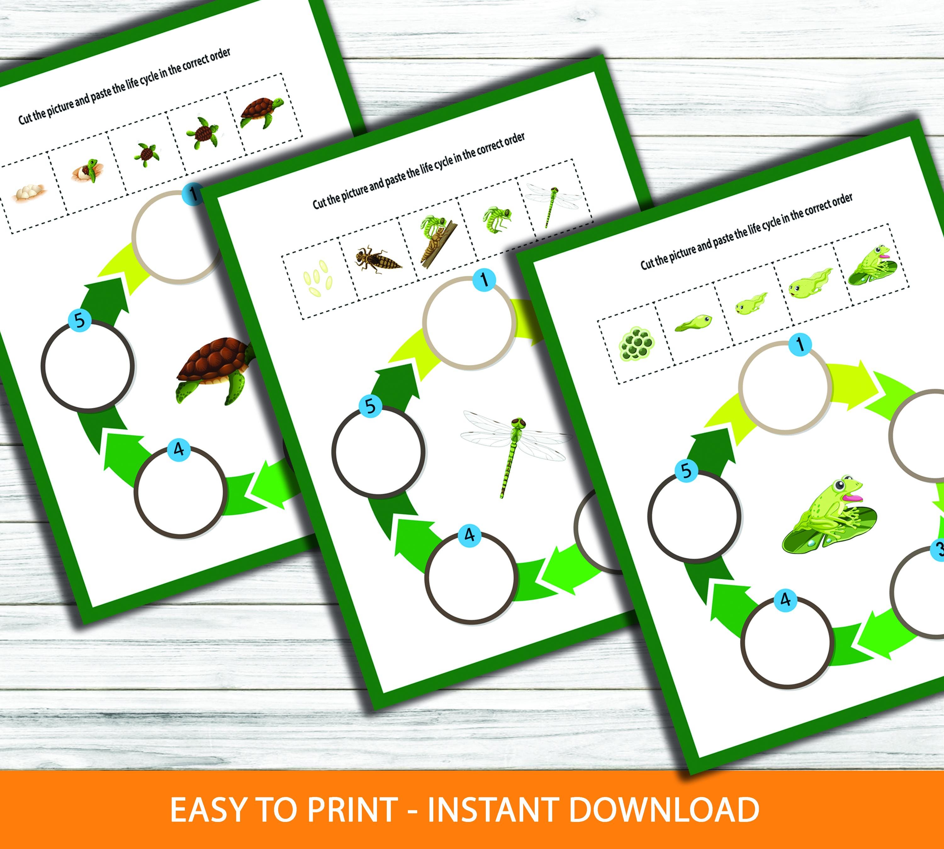 Life Cycle Printable Worksheet, Biology for Kids, Life Cycles, Science ...