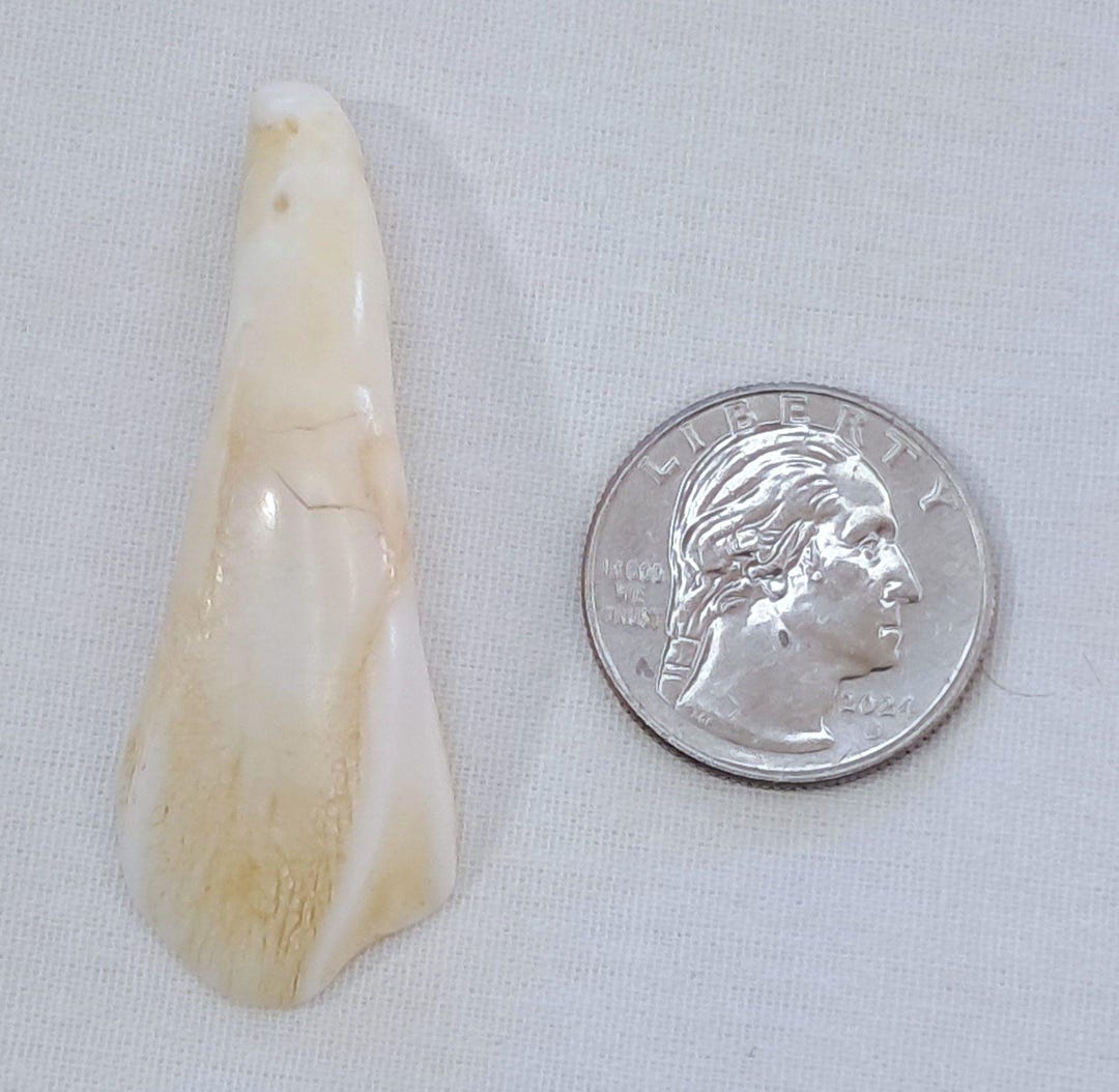 White Drilled Buffalo Tooth – Traditional - Bleached White or Antiqued ...