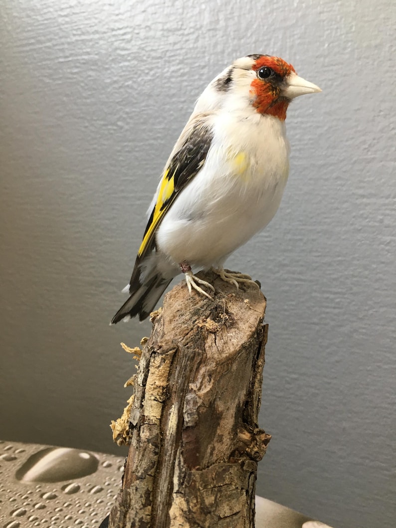 Taxidermy Siberian Goldfinch - Etsy