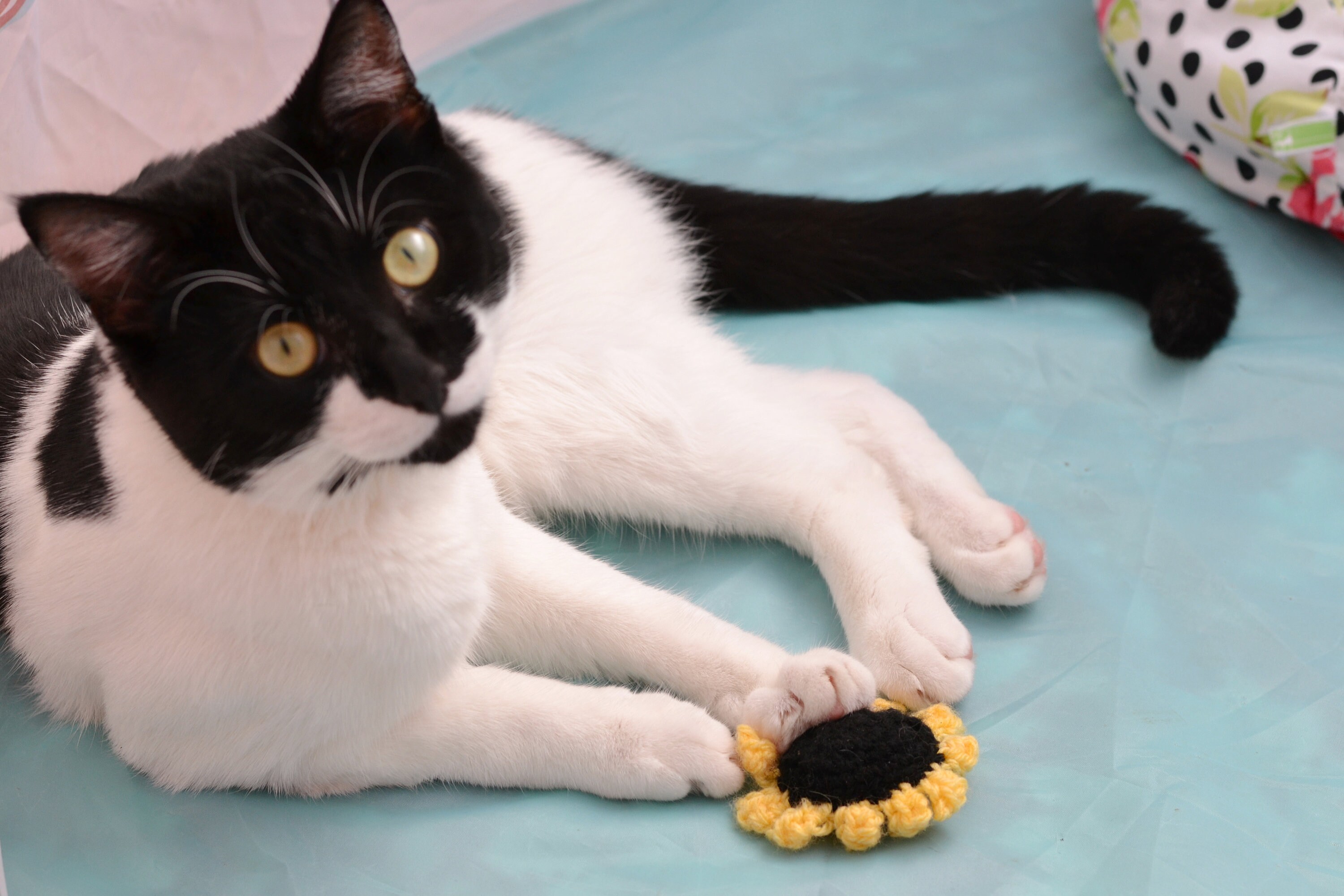 1 Kittens Cat Sunflower Catnip Toy, Pick Your Colour - Etsy UK