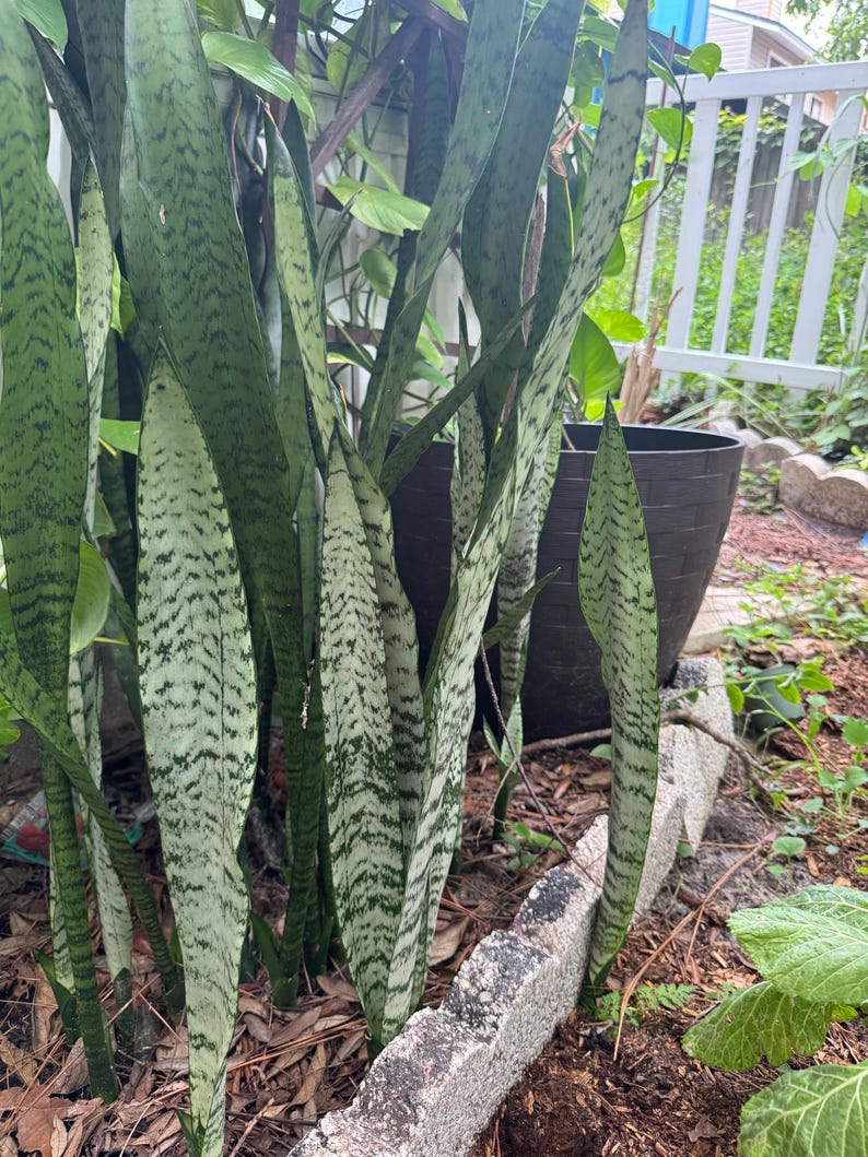 1 10 Inch Snake Plant/ Mother in Law Tongue - Etsy