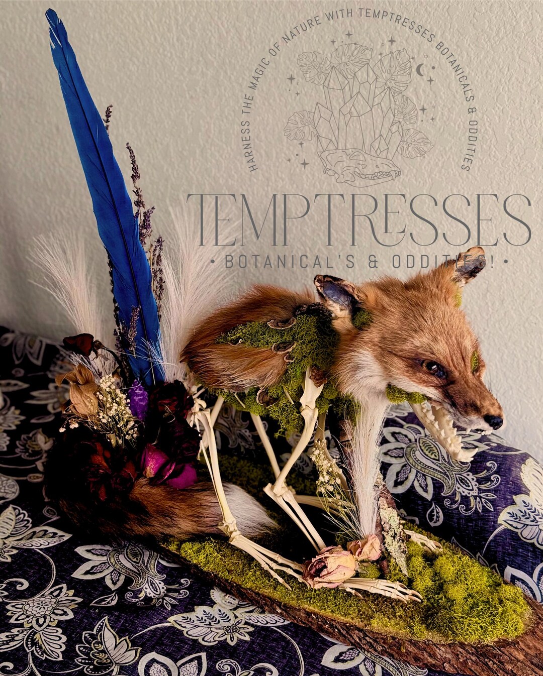 Full Fox Articulated Skeleton Mount • Ethical Taxidermy Art • Red Fox ...