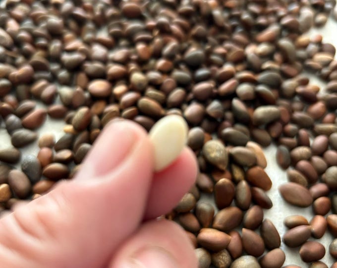 Pinon Nuts Picked Fresh From Our Piñon Trees on Our Ranch in Northern ...