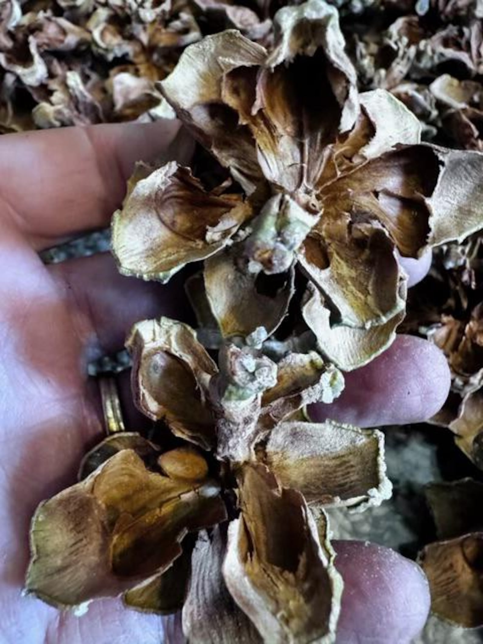 Fresh Piñon Pine Cones Collected From Our Ranch in New Mexico. Bulk ...