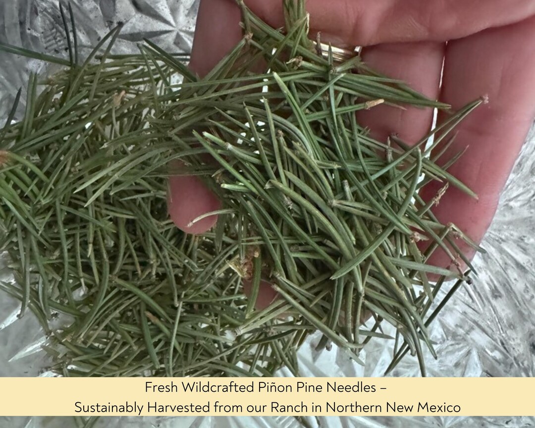 Wildcrafted Piñon Pine Needles: New Mexico Aromatherapy, DIY Crafts - Etsy
