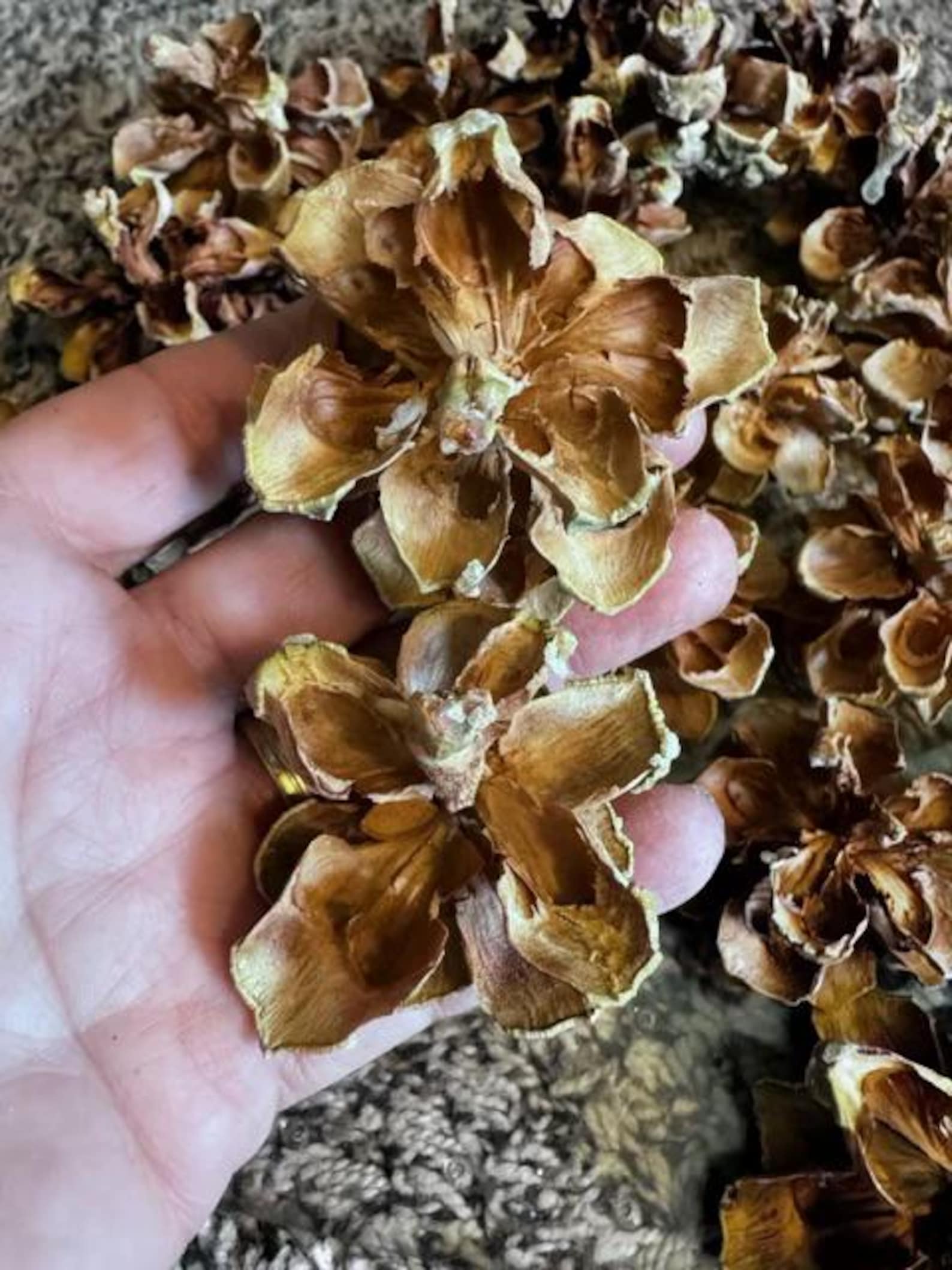 Fresh Piñon Pine Cones Collected From Our Ranch in New Mexico. Bulk ...