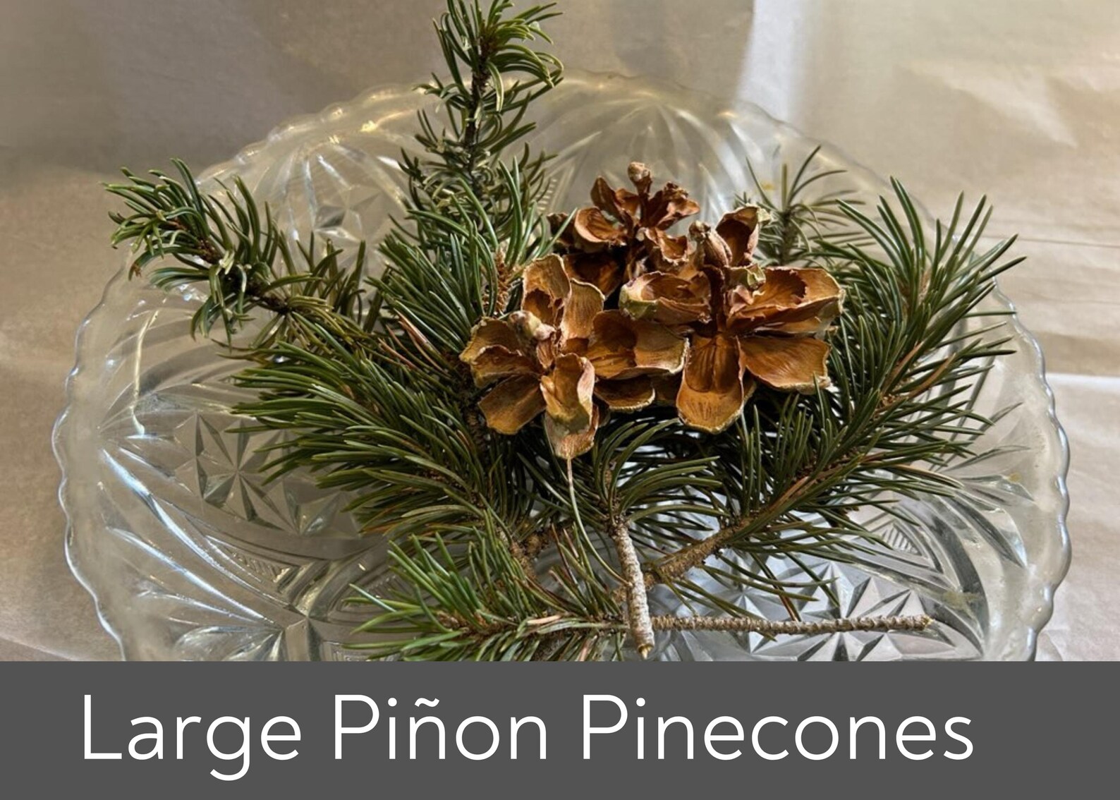 Fresh Piñon Pine Cones Collected From Our Ranch in New Mexico. Bulk ...
