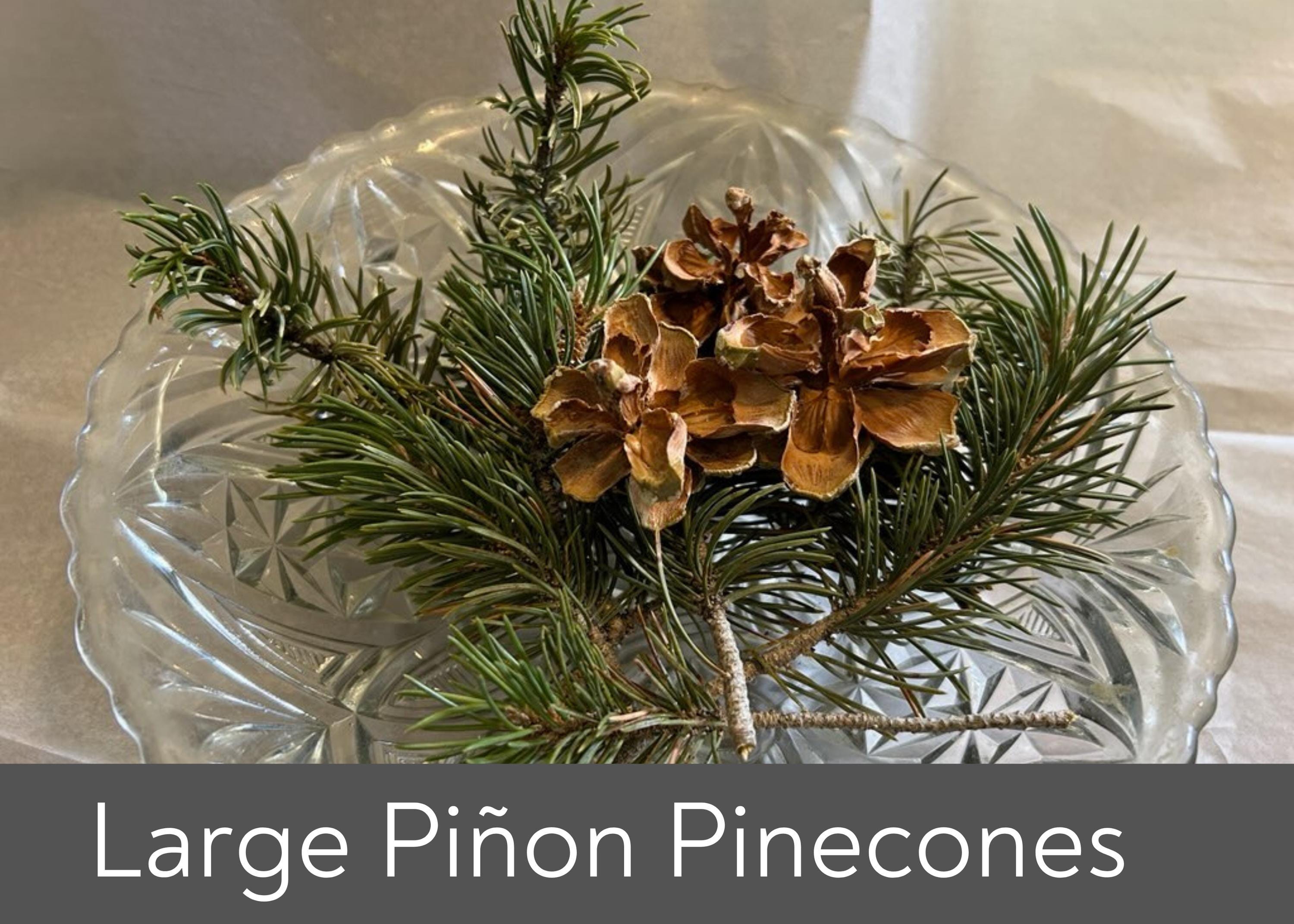 Fresh Piñon Pine Cones Collected From Our Ranch in New Mexico. Bulk ...