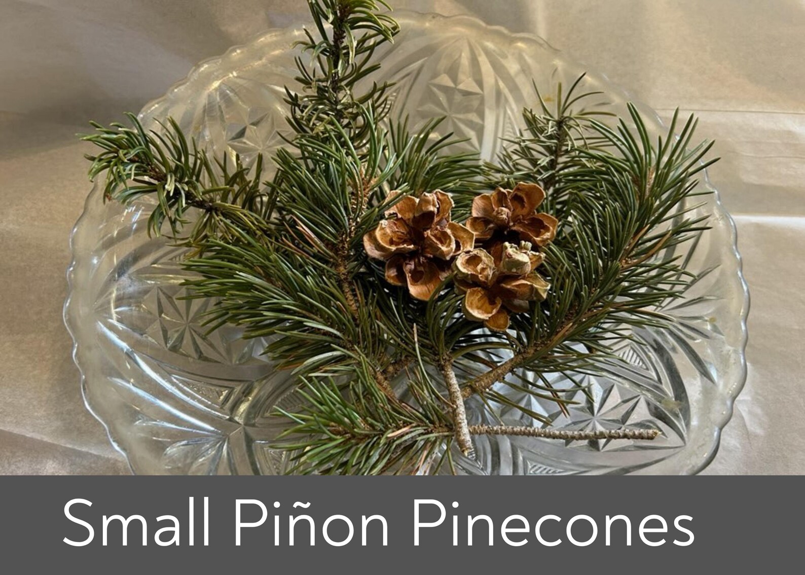 Fresh Piñon Pine Cones Collected From Our Ranch in New Mexico. Bulk ...