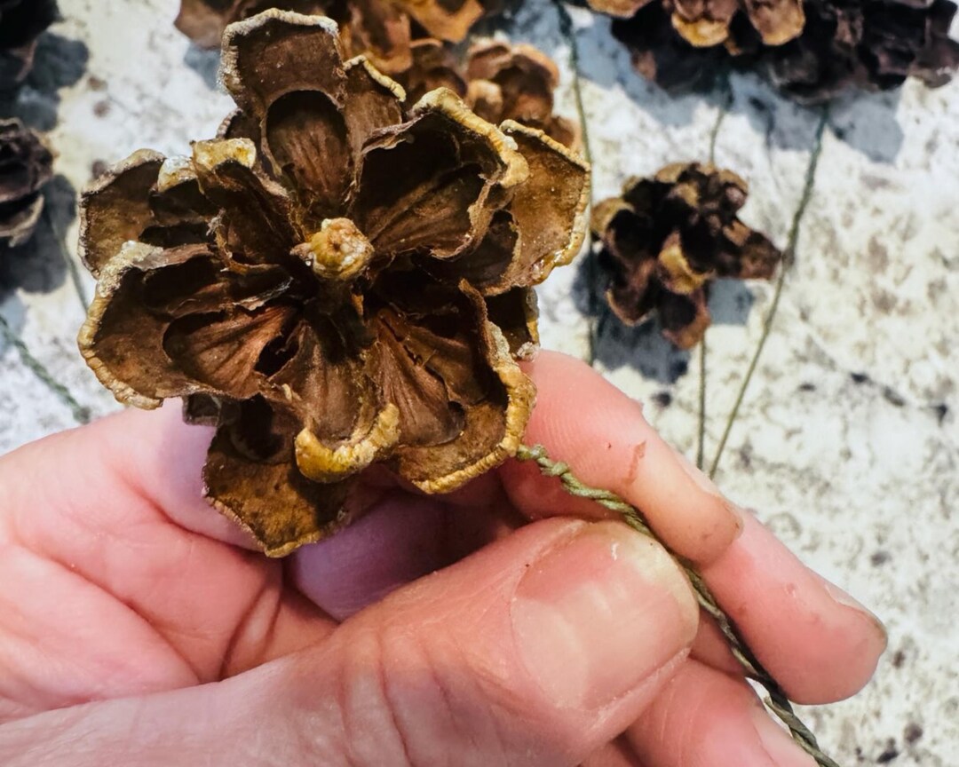 Rustic Piñon Pine Cone Floral Picks Natural Craft Stems for Wreaths ...