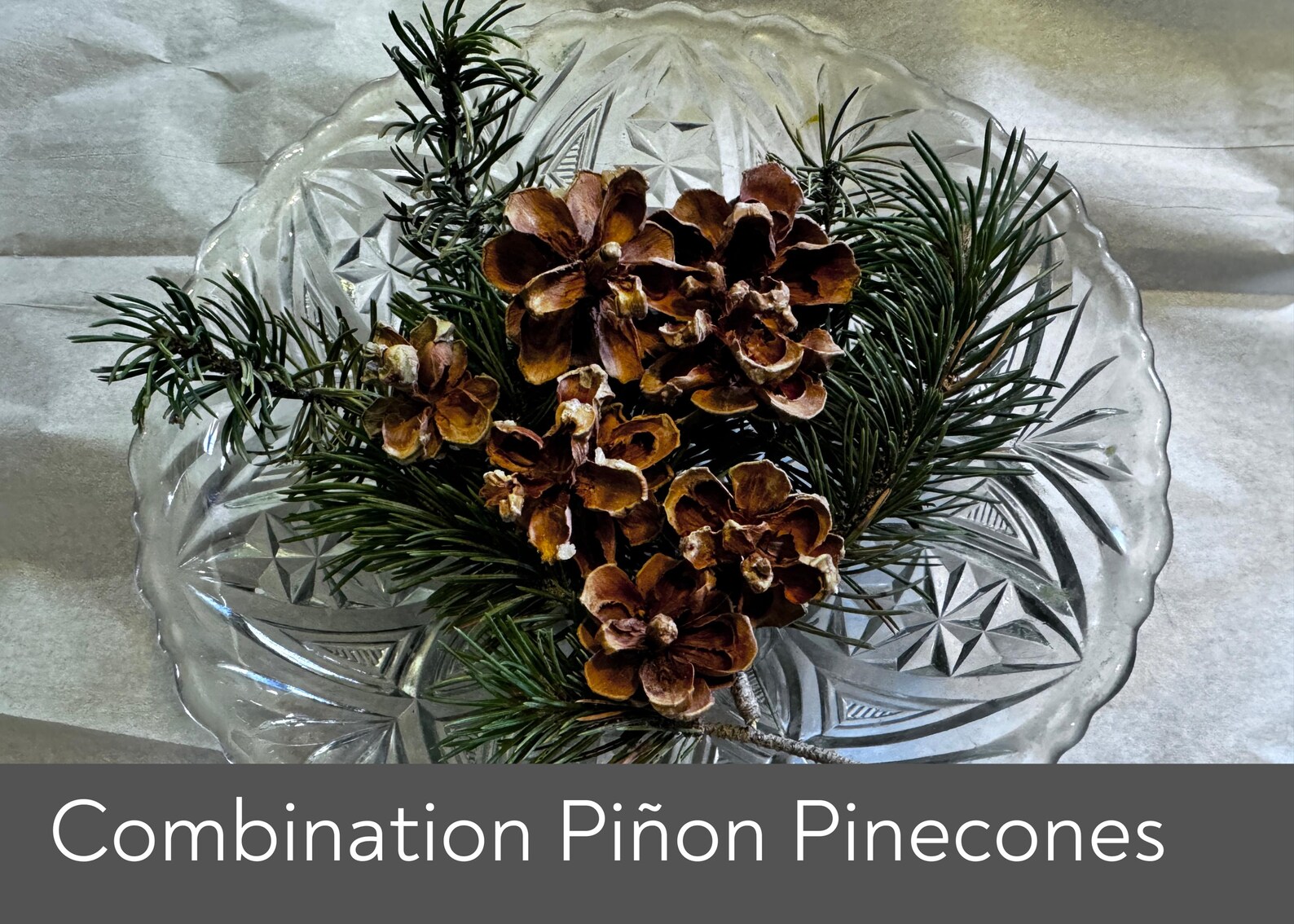 Fresh Piñon Pine Cones Collected From Our Ranch in New Mexico. Bulk ...