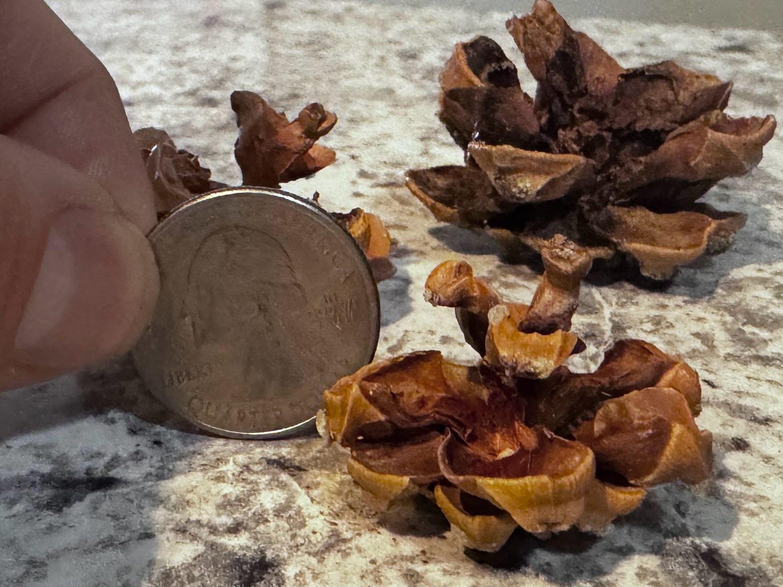 Fresh Piñon Pine Cones Collected From Our Ranch in New Mexico. Bulk ...