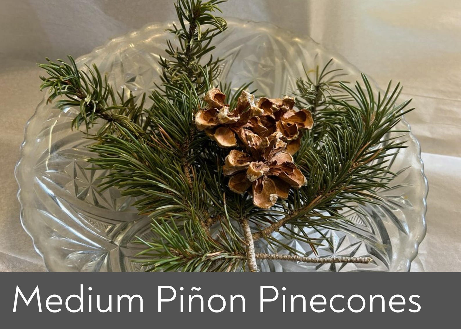 Fresh Piñon Pine Cones Collected From Our Ranch in New Mexico. Bulk ...