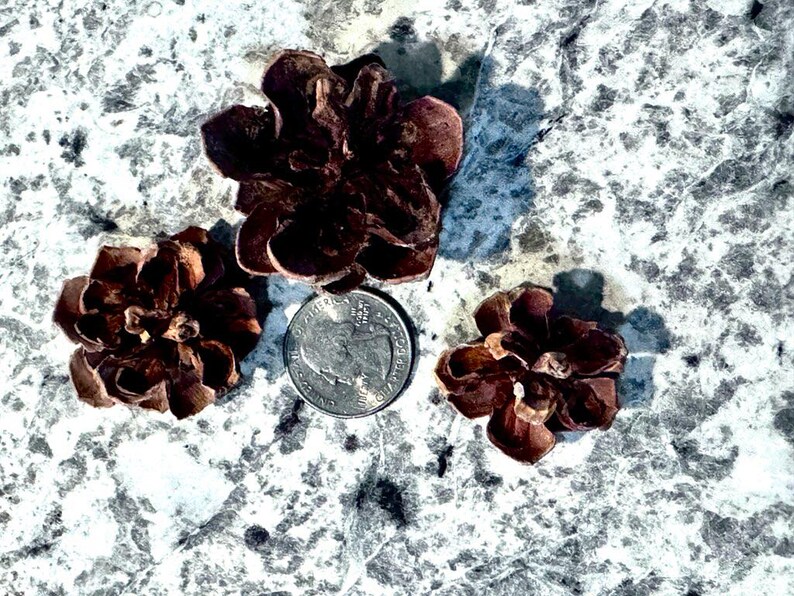New Mexico Piñon Pine Cones: Natural Fire Starters, Craft Supply - Etsy