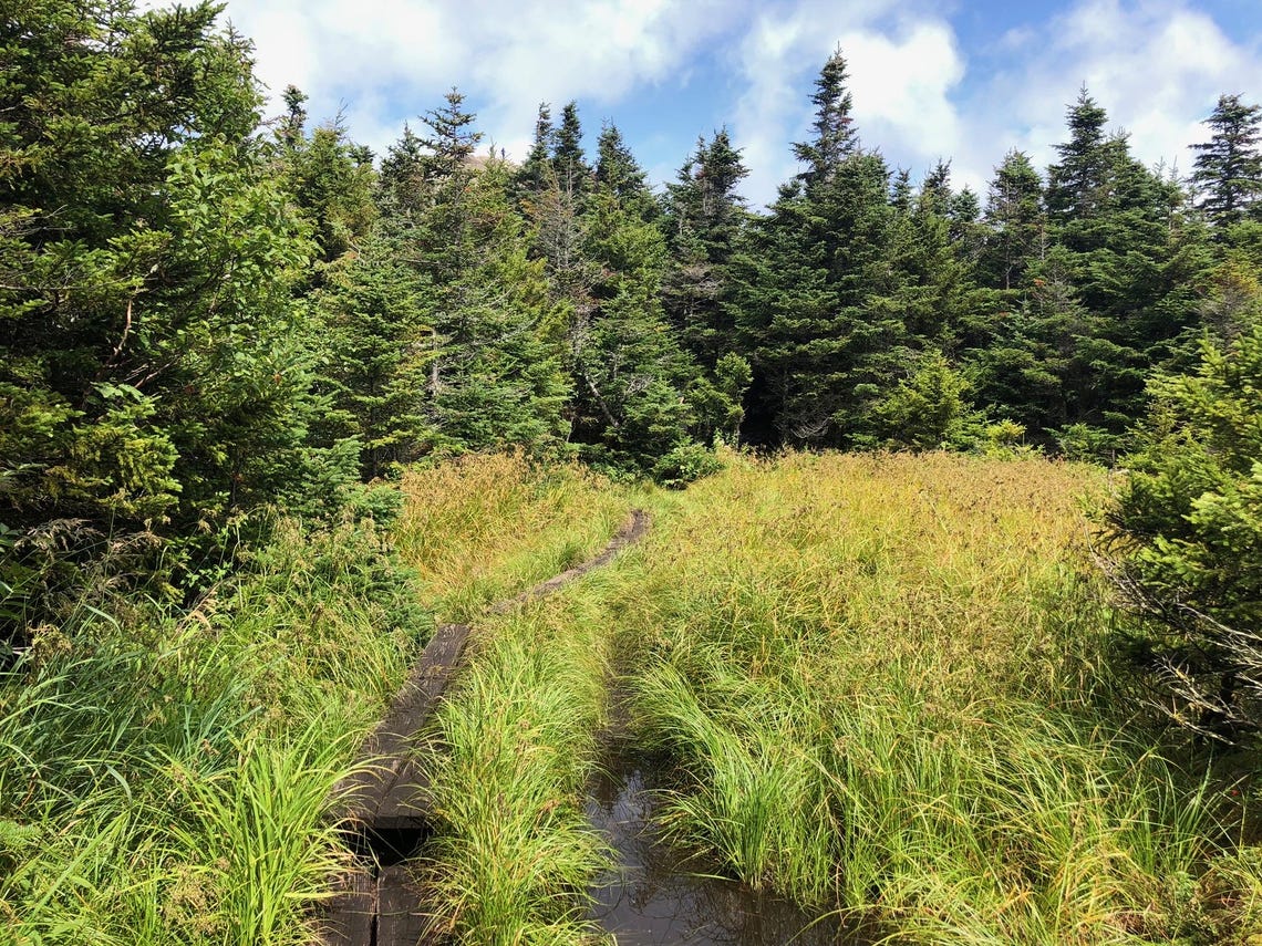 Grassy Trail in Adirondack Park | Landscape Digital Print ...