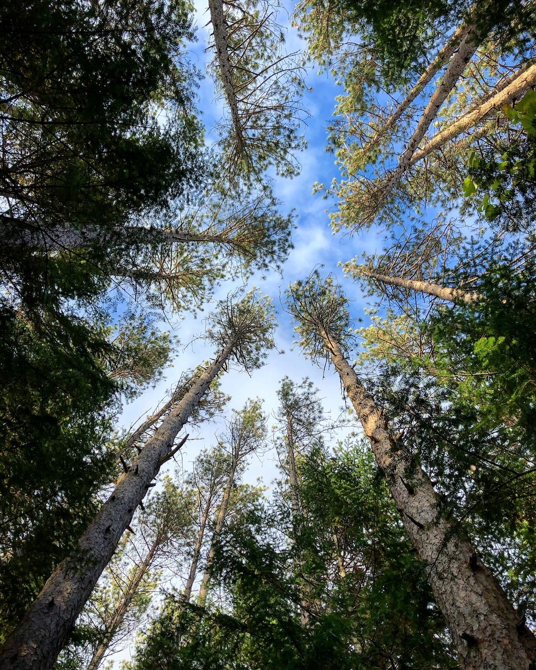Tree View in Adirondack Park | Landscape Digital Print | Downloadable ...
