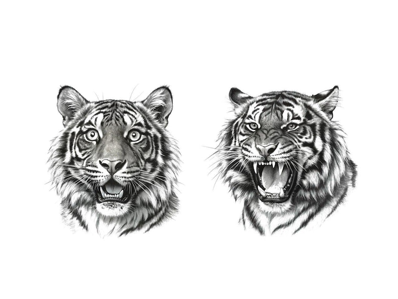 200 Tiger Procreate Stamp Brushes: Wildlife Tattoo Reference (digital ...