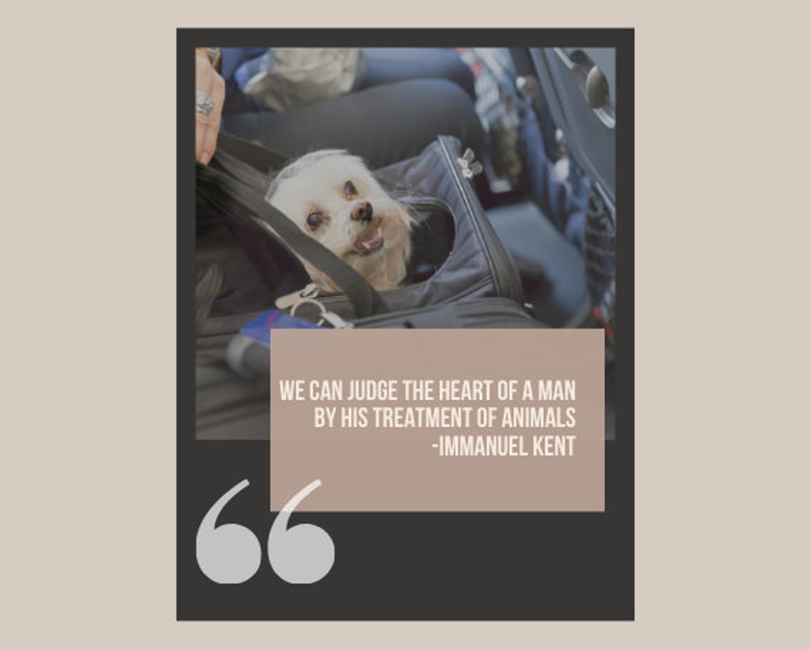 Jet Set Pets: A Guide to Traveling With Your Furbaby I Digital Pet ...