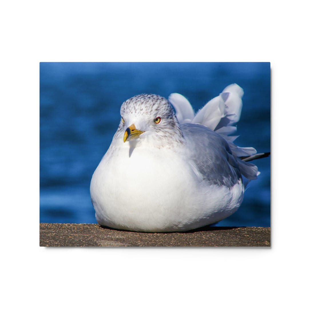 Metal Wall Art Print Fluffy Fat Seagull Coastal Decor Whimsical Art Bigboy Seagull Plump Coastal ...