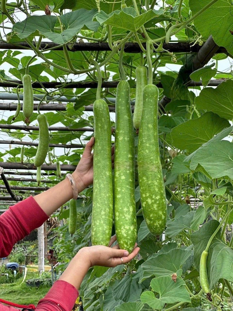 10 Bottle Gourd Seeds/ Calabash/ Long Melon/ Bau Sao Vietnam/ Bau Dai ...