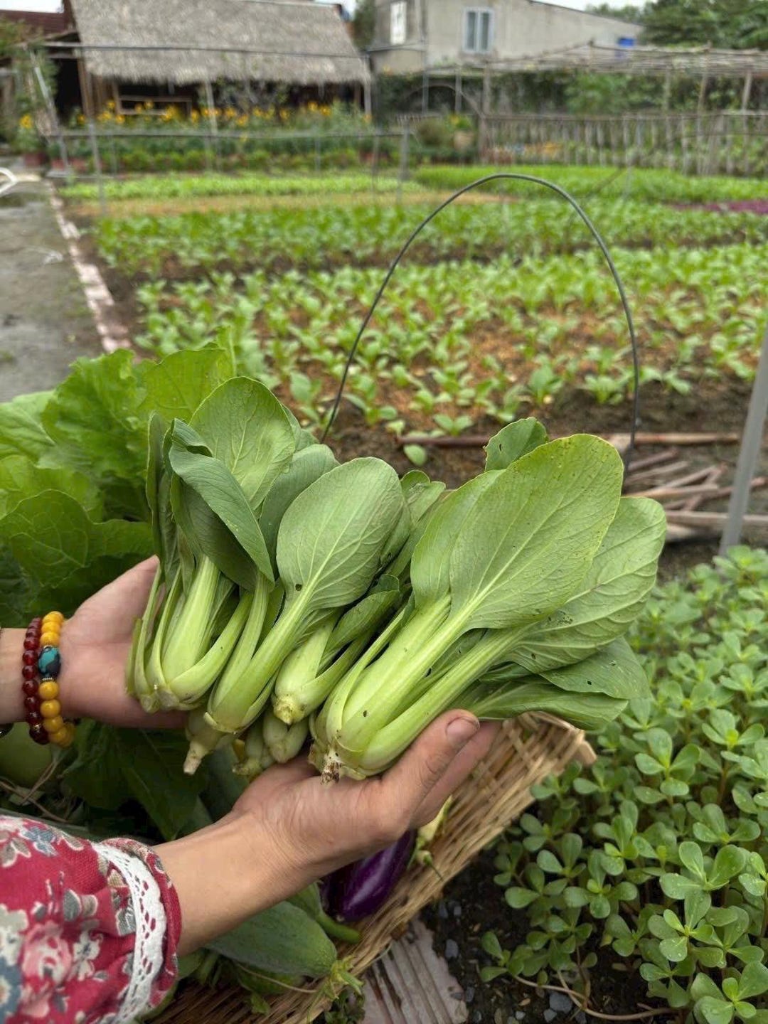 6000+ Bok Choy Seeds for Planting - Cải Thìa - AKA. Pak Choi, Chinese ...