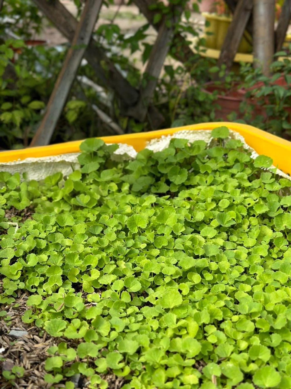 1100 Green Gotu Kola Seeds - Hat Rau Ma - Big Leaf Seed Centella ...