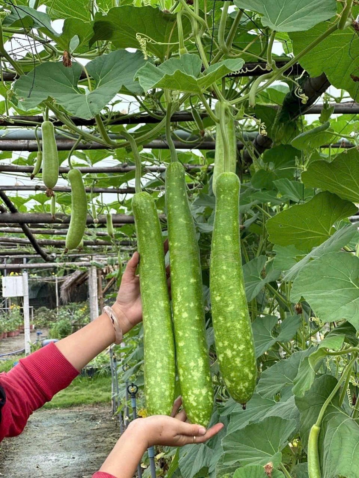 10 Bottle Gourd Seeds/ Calabash/ Long Melon/ Bau Sao Vietnam/ Bau Dai ...