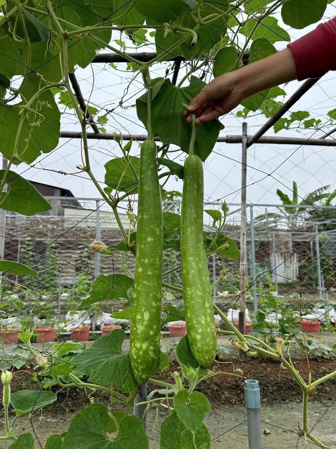 10 Bottle Gourd Seeds/ Calabash/ Long Melon/ Bau Sao Vietnam/ Bau Dai ...