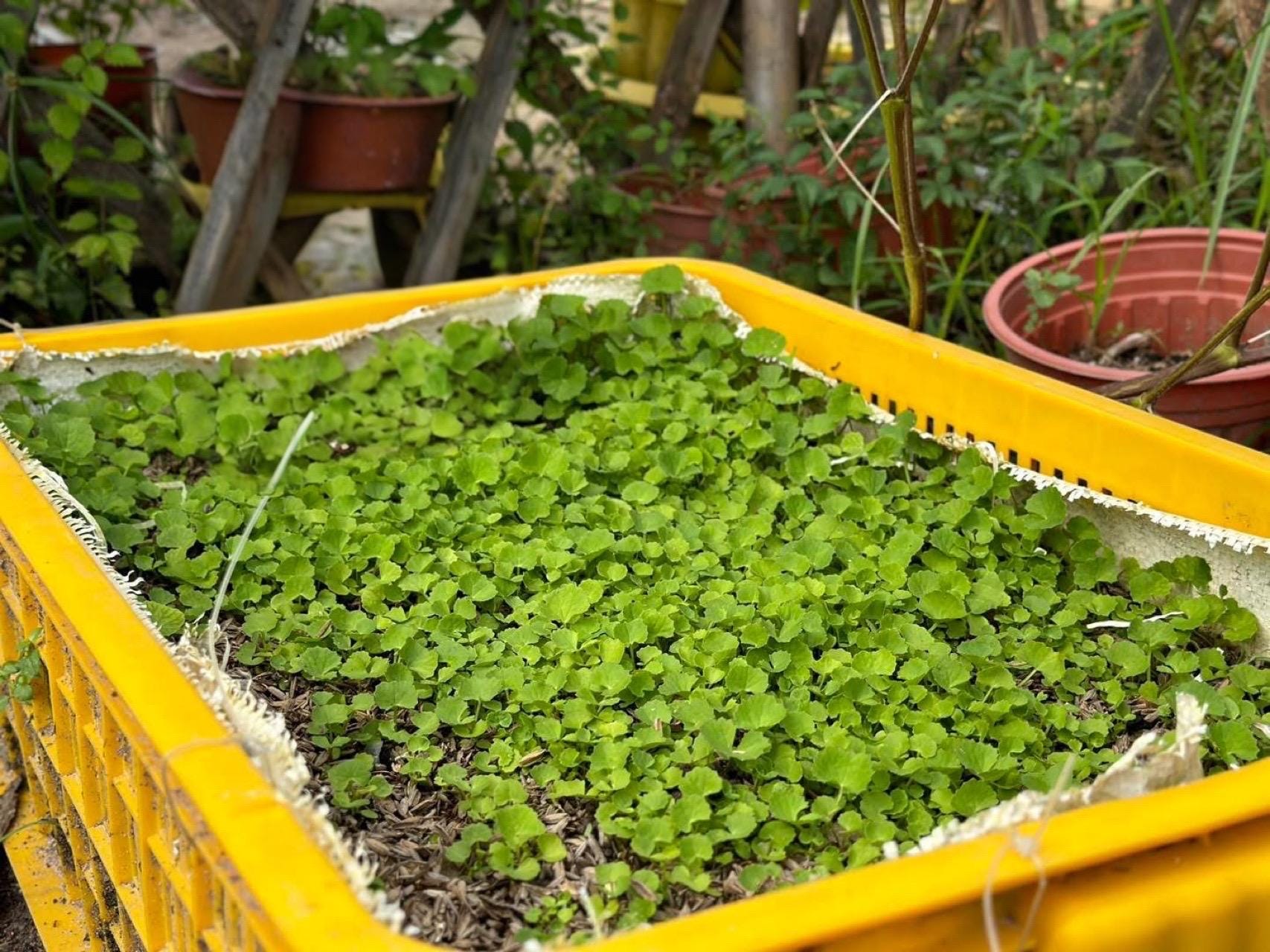 1100 Green Gotu Kola Seeds - Hat Rau Ma - Big Leaf Seed Centella ...