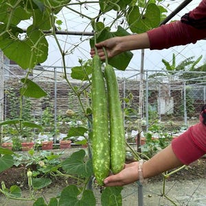10 Bottle Gourd Seeds/ Calabash/ Long Melon/ Bau Sao Vietnam/ Bau Dai ...