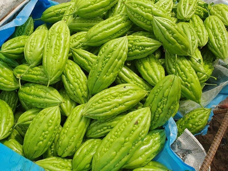 25 Long Bitter Melon Seeds - Green Asian Vegetable - Etsy